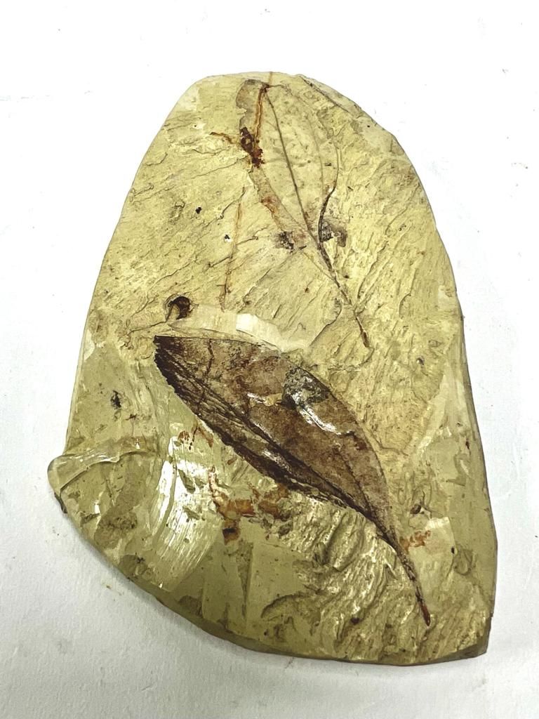 House of Fossils and Gems » Leaf Fossil